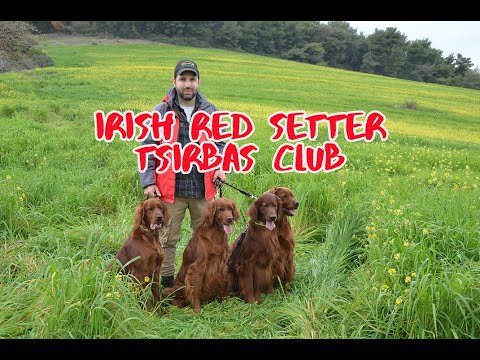 ΙΡΛAΝΔΙΚΟ ΣΕΤΤΕΡ IRISH RED SETTER TSIRBAS CLUB - YouTube
