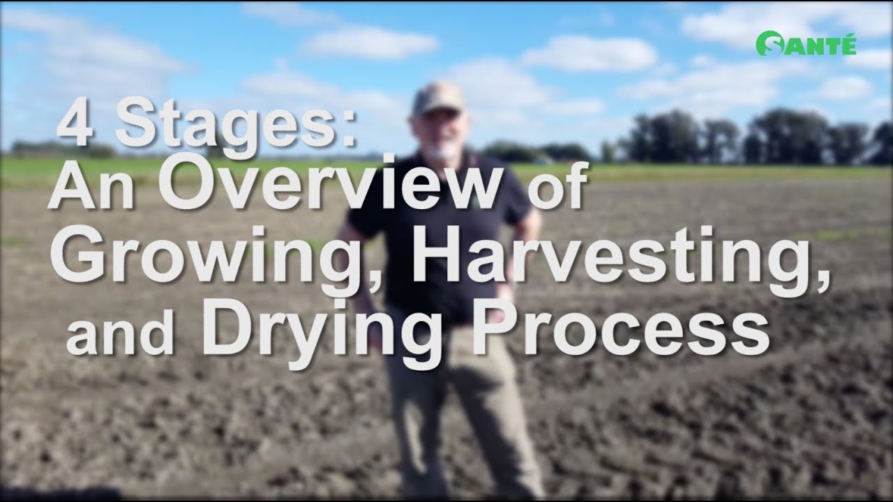 FROM PLANT TO POWDER: How the best barley is made - YouTube