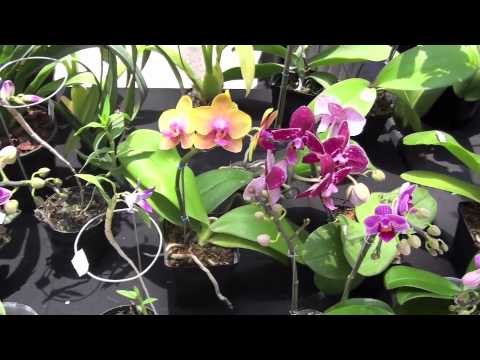 Brooklyn Orgidee try 2 large.m4v - YouTube