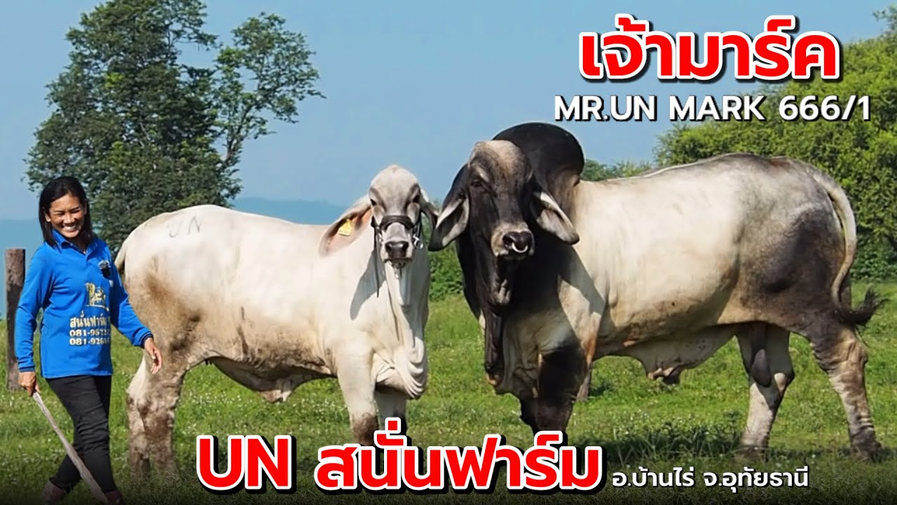 ผลงานมาแล้ว‼️ “เจ้ามาร์ค MR.UN MARK 666/1 ” แกรนด์แชมป์เปี้ยน 9 สนาม มากที่สุดในประเทศไทย‼️ ...