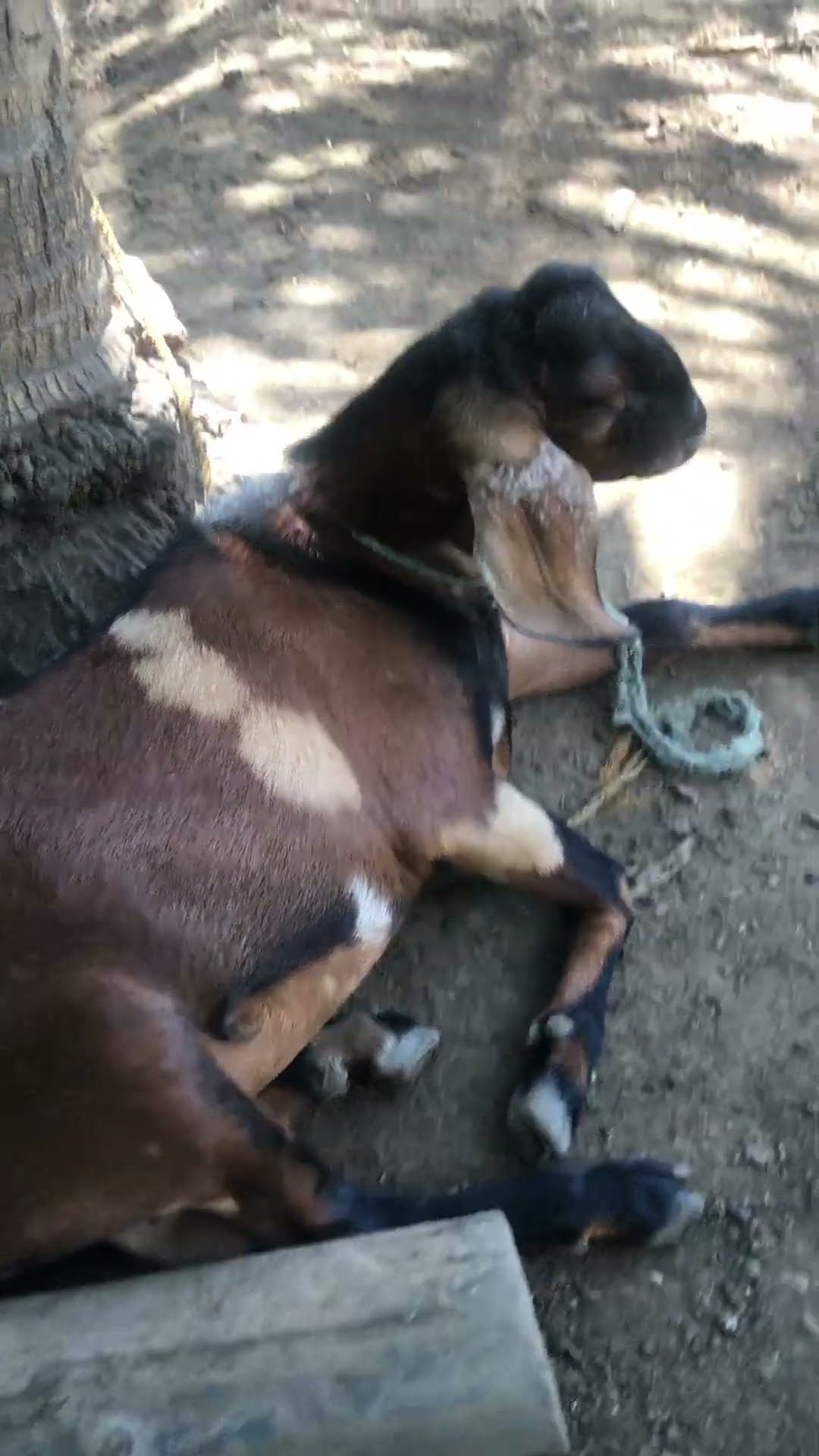 Chivo grande y saludable #motivation #leonelfernadez - YouTube