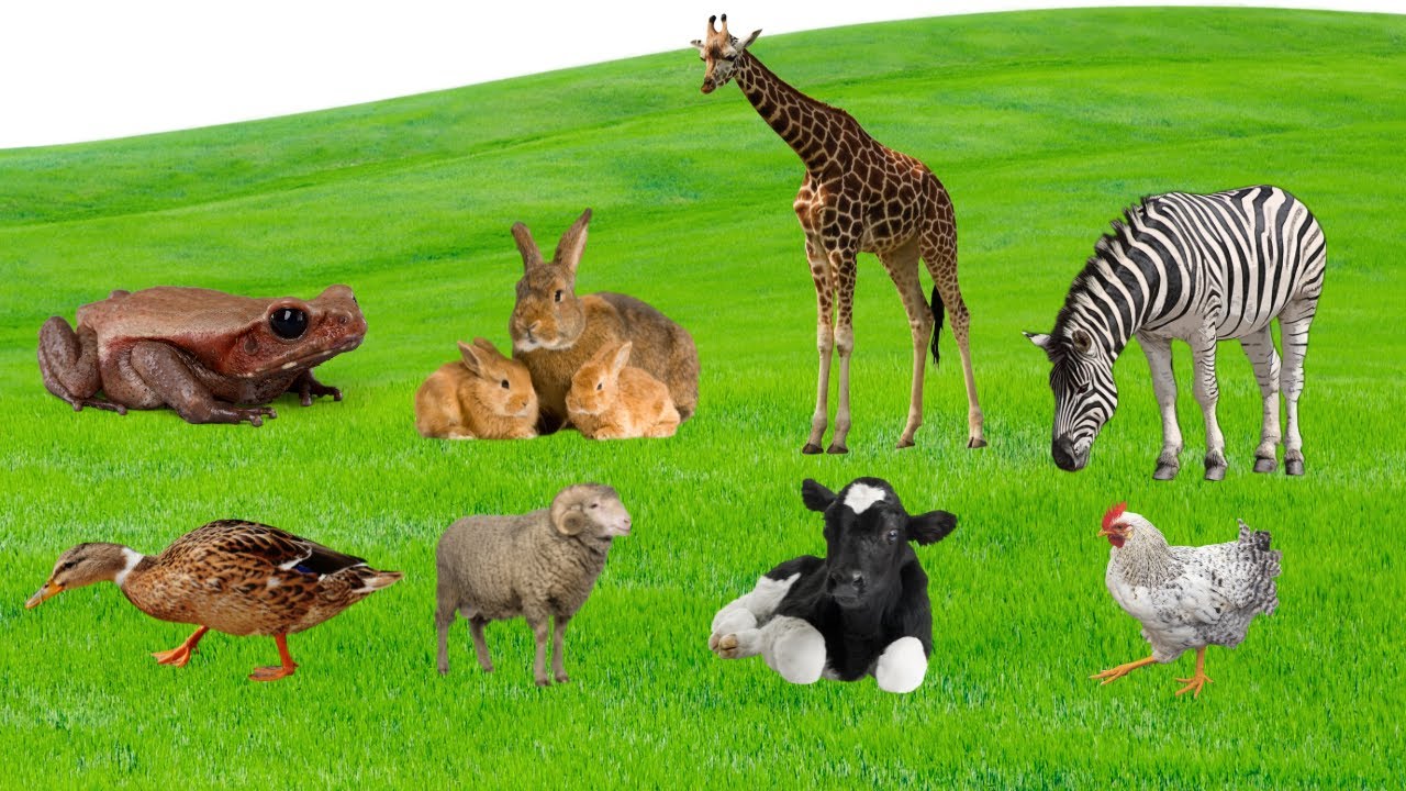 Momen Hewan Lucu dengan Surannya - Sapi, Bebek, Ayam, Sapi, Zebra ...