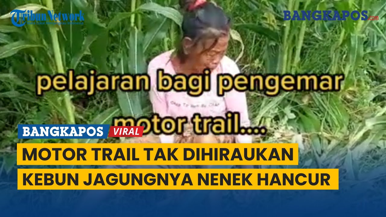 Motor Trail Tak Dihiraukan Nenek Menangis Histeris Kebun Jagungnya ...