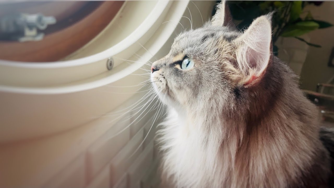 Siberian Cat Eck Eck Eck - YouTube