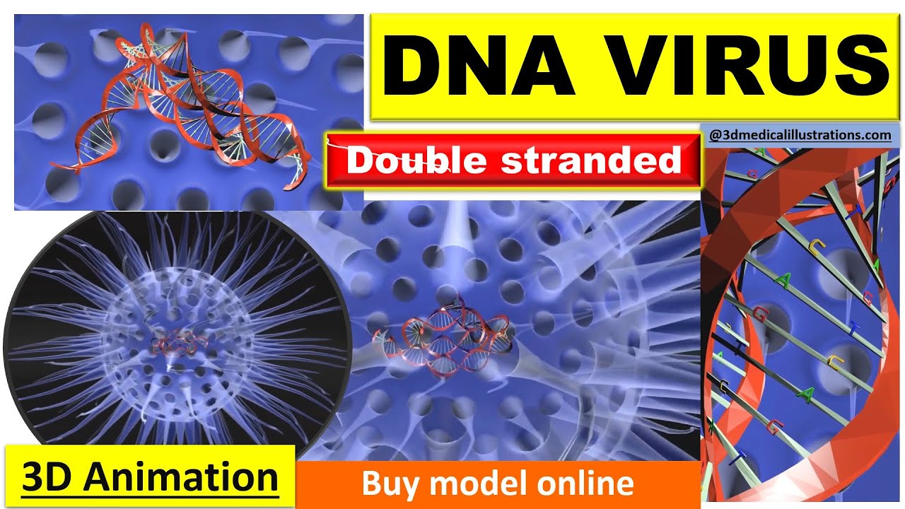 double stranded dna virus - enveloped double stranded dna virus - YouTube