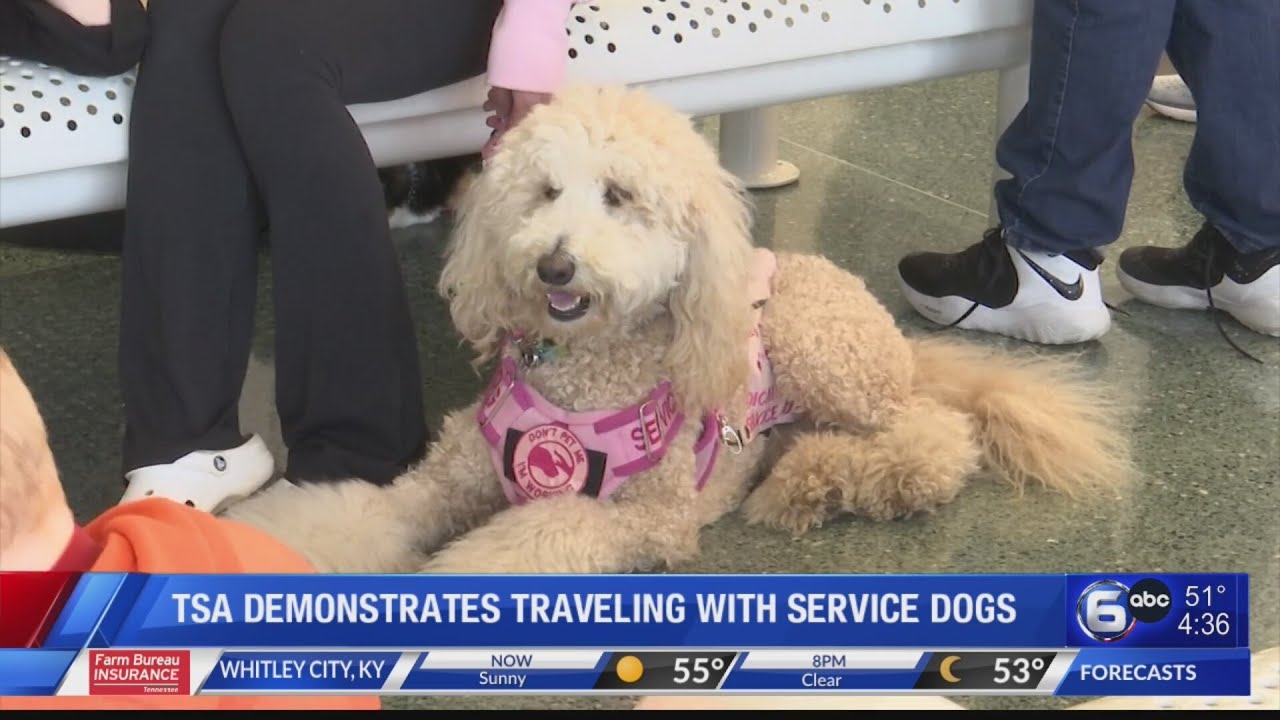 TSA Demonstrates Travelling with Service Dogs - YouTube