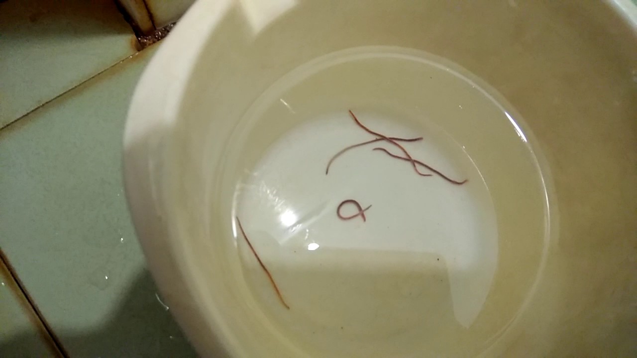 Rescue Earthworms in Bath Room during rainy days Part 2 - YouTube