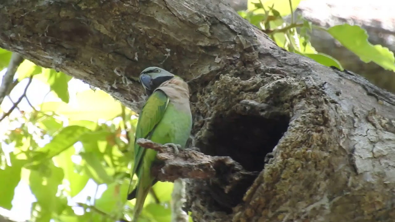 Parrot nest - Parrot live in the hole tree - YouTube