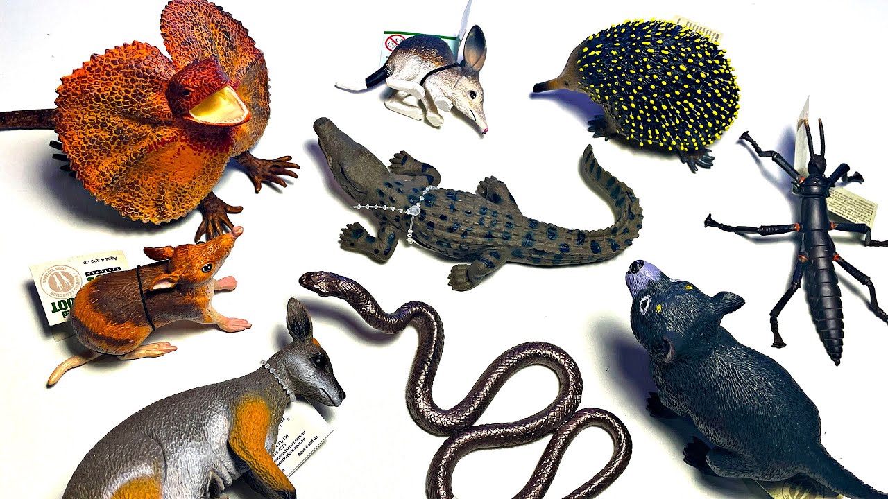 Native Australian Animals