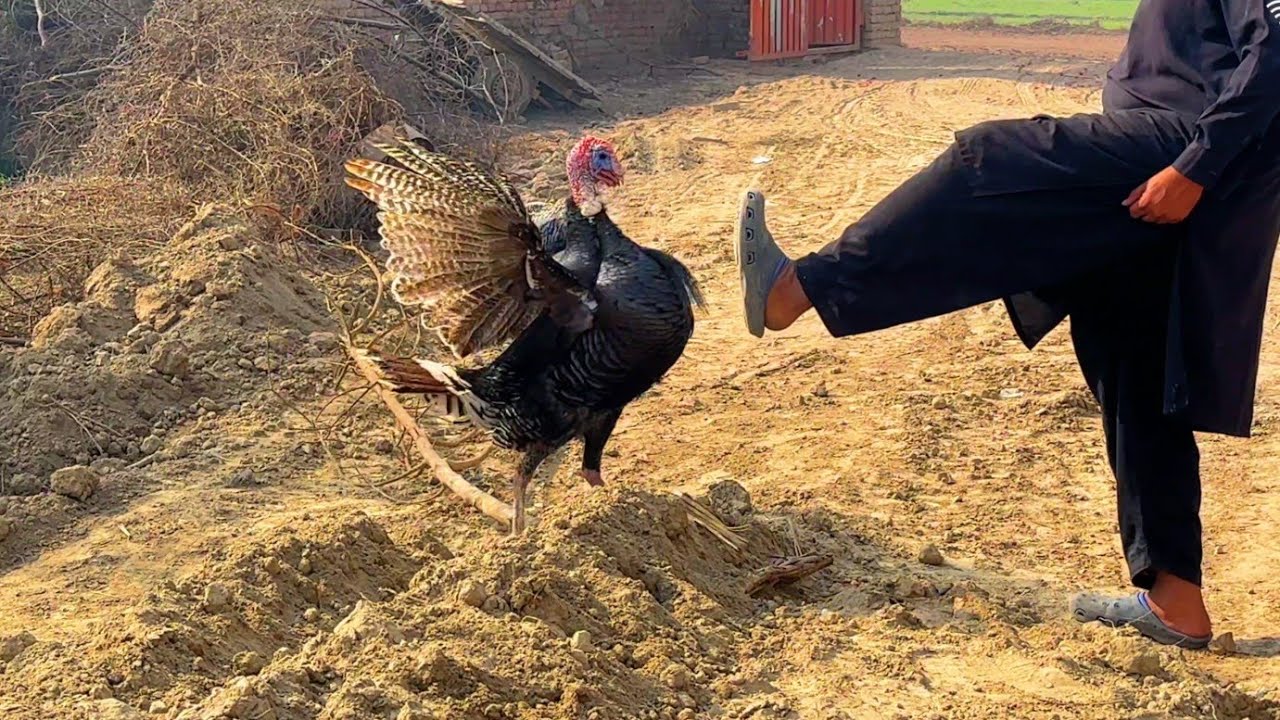 Turkey Rooster Vs Man | Fighter Rooster - YouTube