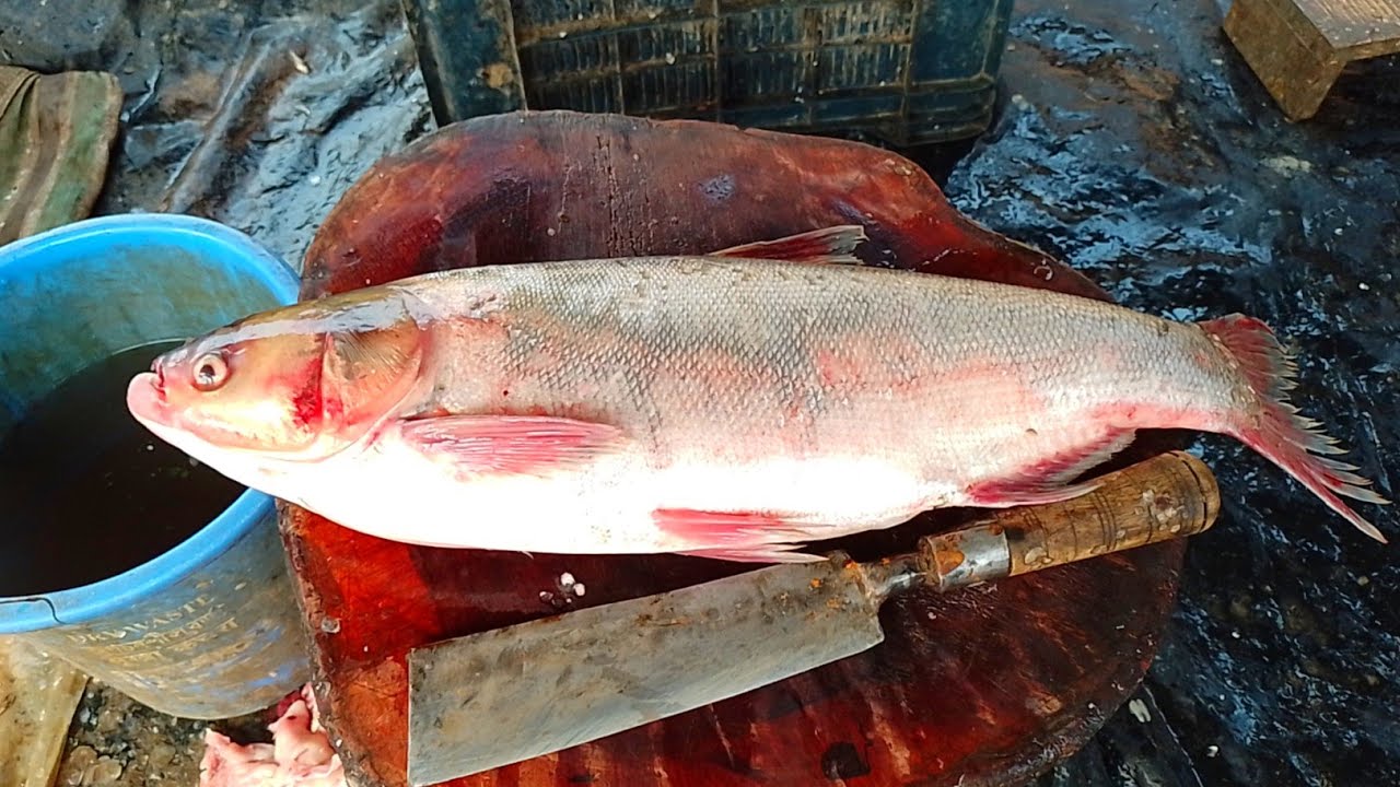 Giant Silver Fish Cutting Skills || Fish Cutting skills * SILVER FISH ...