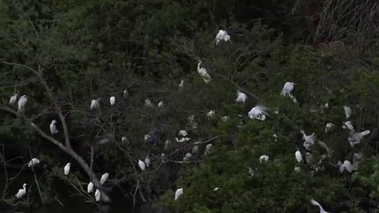 Sony Cyber-shot DSC-HX400V 200X Video Sample - YouTube