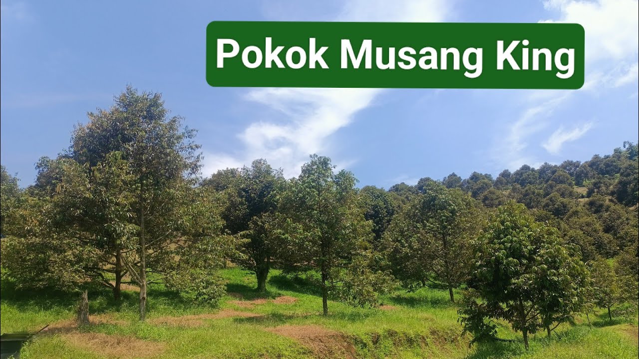 POKOK MUSANG KING - YouTube