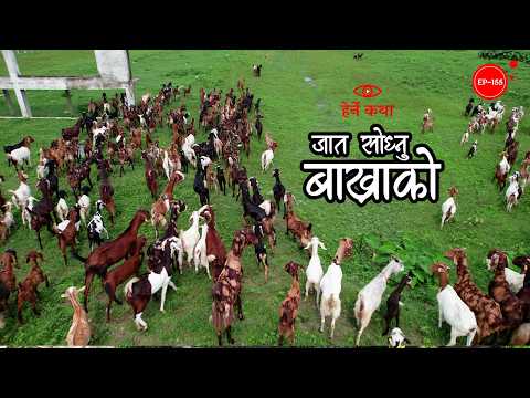 जात सोध्नु बाख्राको | Jaat Sodhnu Bakhrako | Herne Katha EP155 - हेर्ने कथा