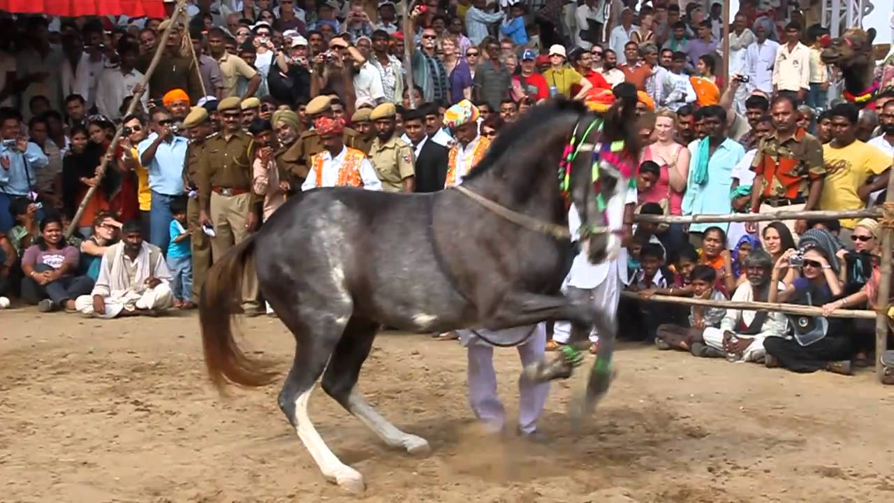 Horse Dancing in Pushkar - YouTube
