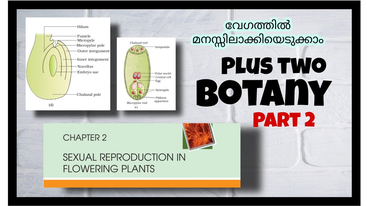 Plus Two Botany Chapter 2 Sexual Reproduction In Flowering Plants