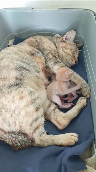 Time Machine Cats !!!! Longest Daily Cat's Story - YouTube