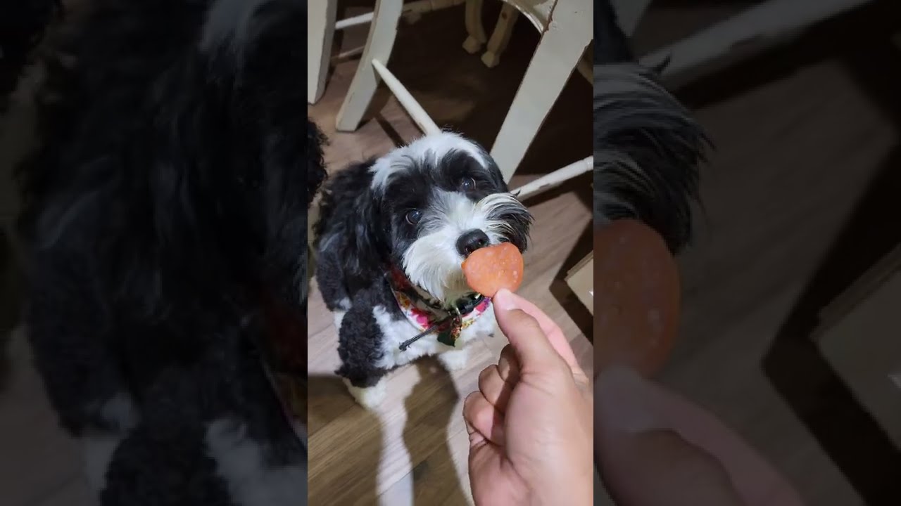 Which Dog is my Fave?? 🐶 (FGTeeV Shorts) - YouTube