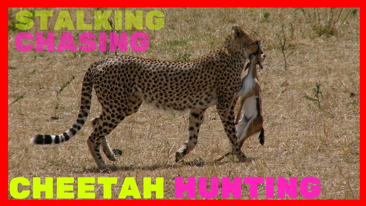 Cheetah Hunting Gazelle - Amazig speed of Cheetah; Stalking & Chasing ...