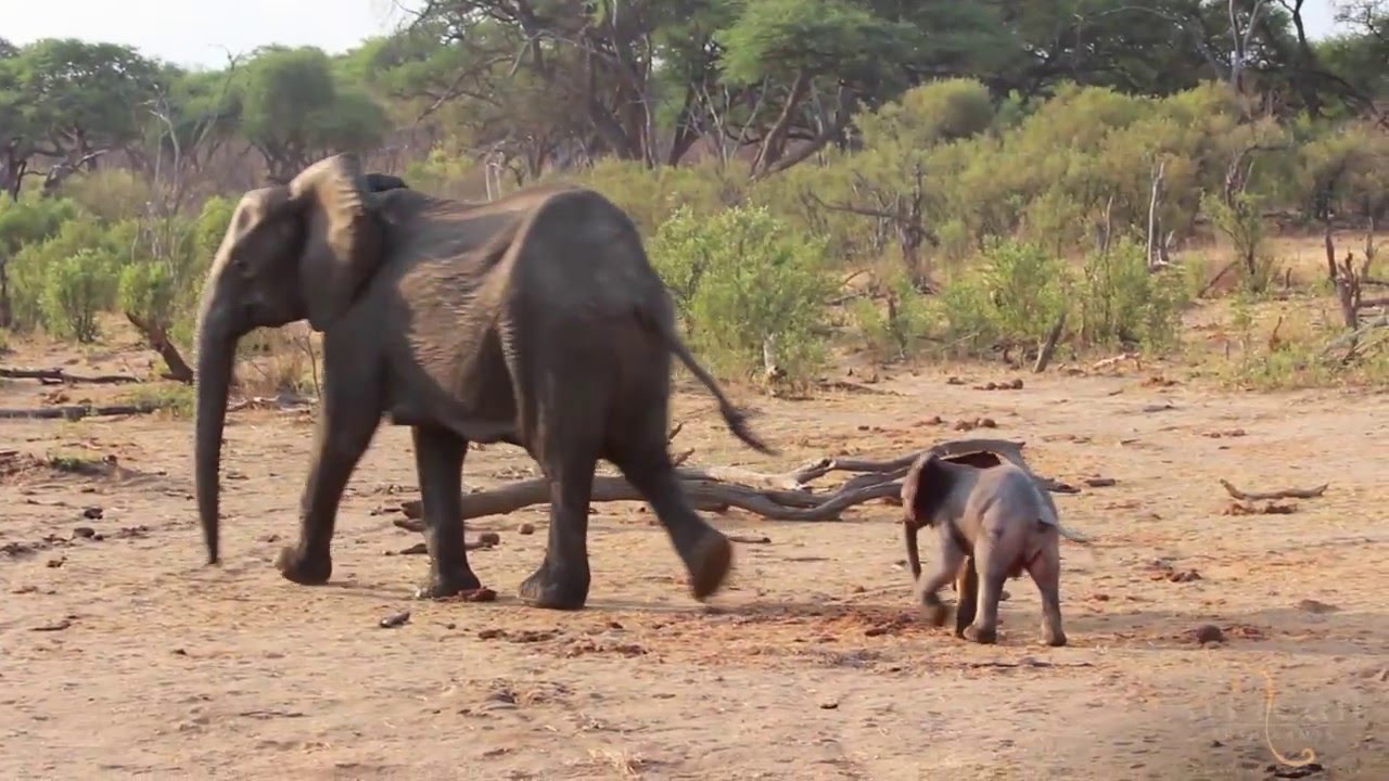 Day-Old Elephant and its Mother - YouTube