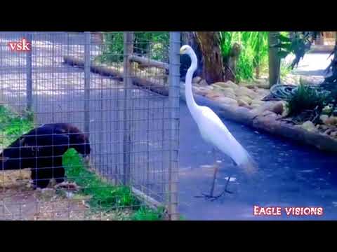 Eagles whatsapp status# eagle trick to attack#eagle attack whatsapp status#natural tamil whatsapp st