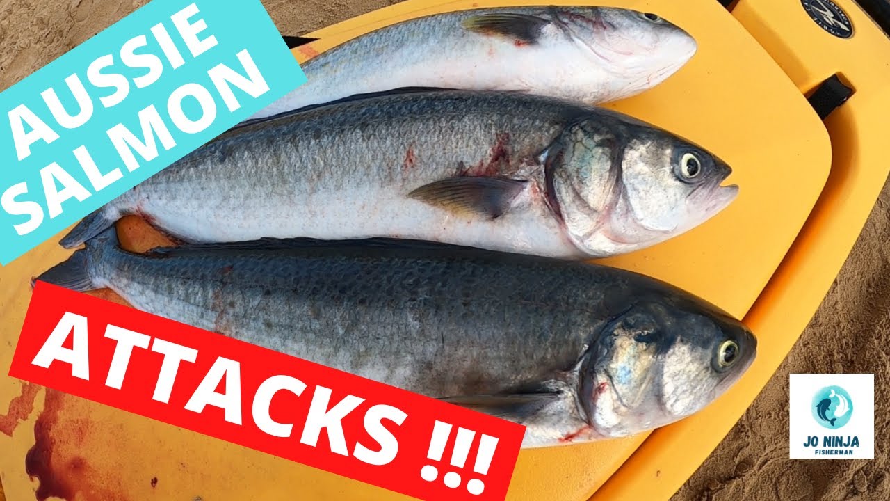 Aussie Salmon Attacks!!! Solo offshore kayak adventure chasing the ...