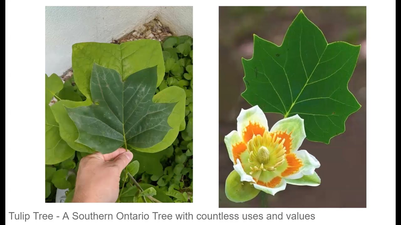 TIWLT Conservation Café 2024 Issue 3 with Caleb Musgrave - YouTube