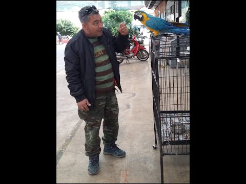 #KonuşanPapağan #Papağan #Antalya  #Finike #AkdenizKısaFilmAtölyesi #İstanbulHayalSahnesi #YankaşTv