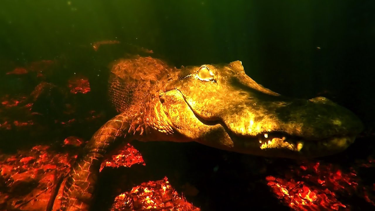 Swamp Critters 4 - YouTube