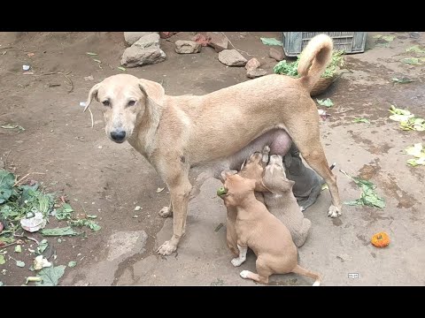 Dog feeding Puppies
