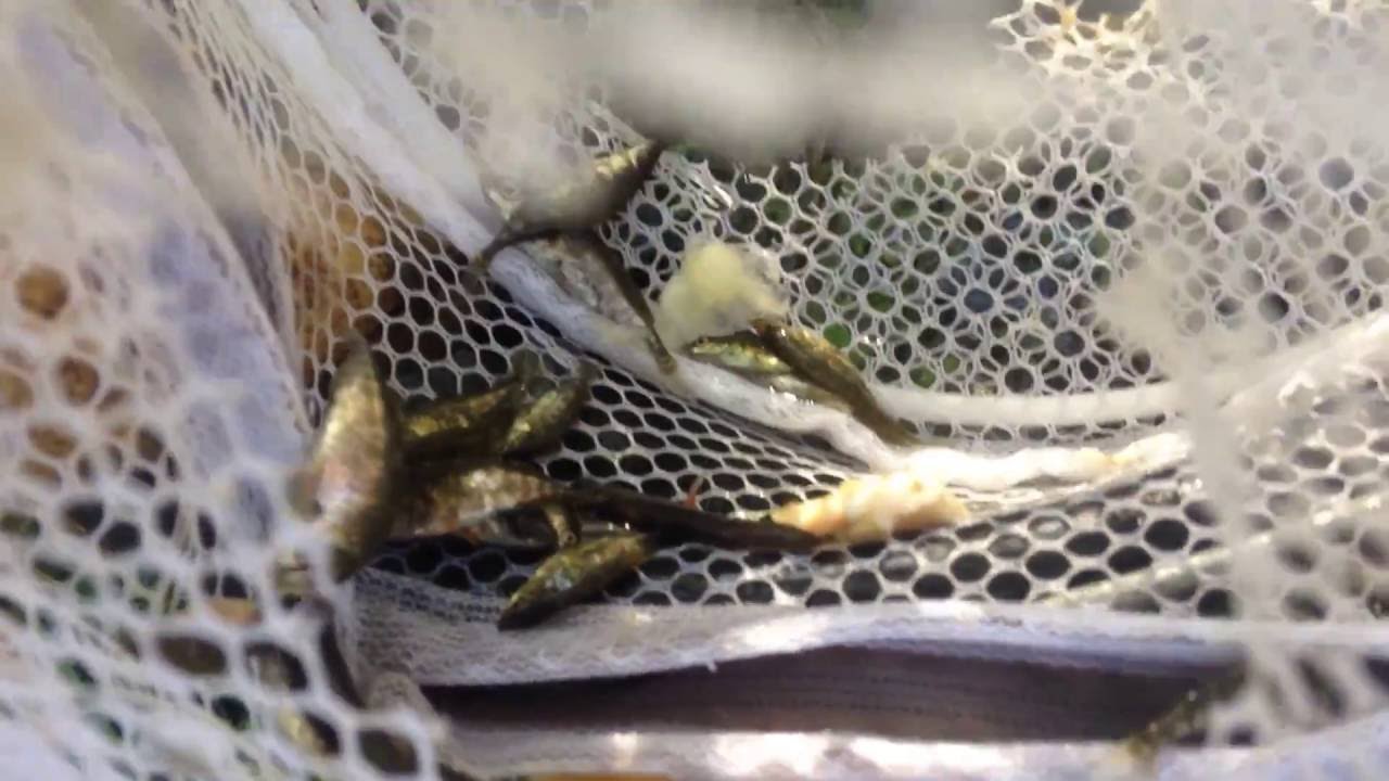 DIY Dollar Store Fish Trap Sticklebacks Summer 2016 - YouTube