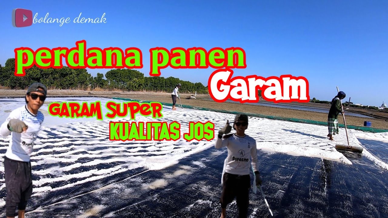 panen garam jos putih kualitas unggul asli tambak jawa tengah - YouTube