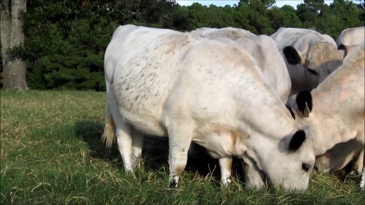 Classic Mini British White Heifers - J.West Cattle Company - YouTube