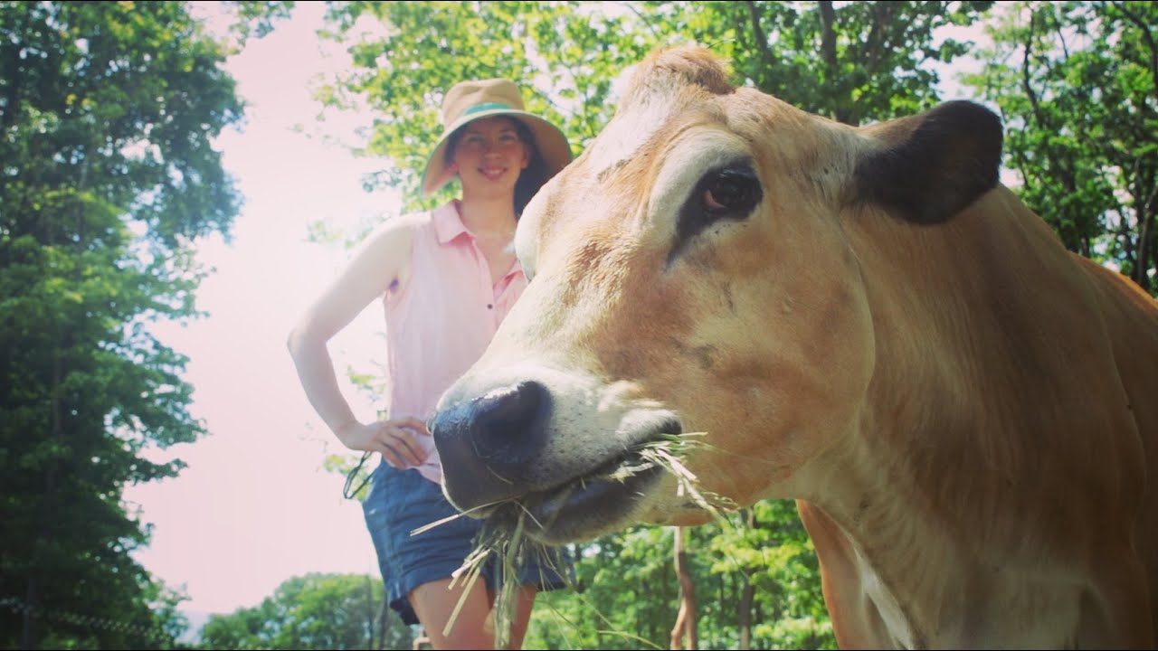 Saying Goodbye to our Favorite Cow - YouTube