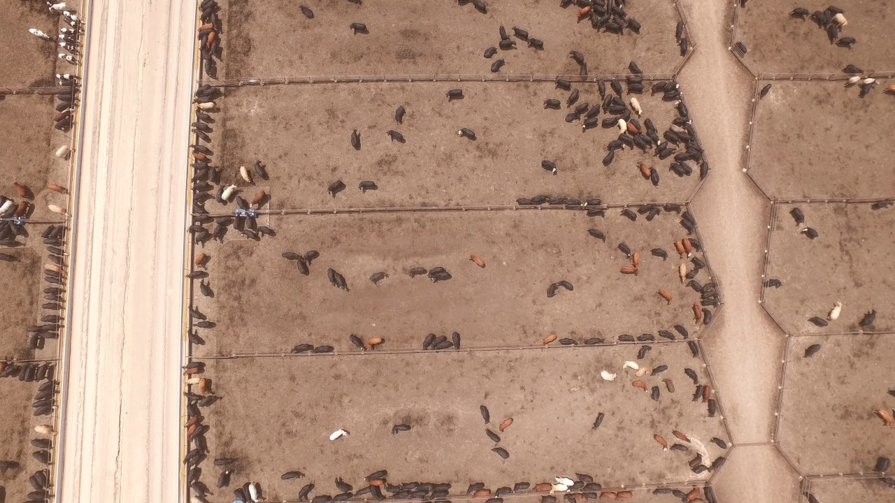 Cow Counting Demo - YouTube