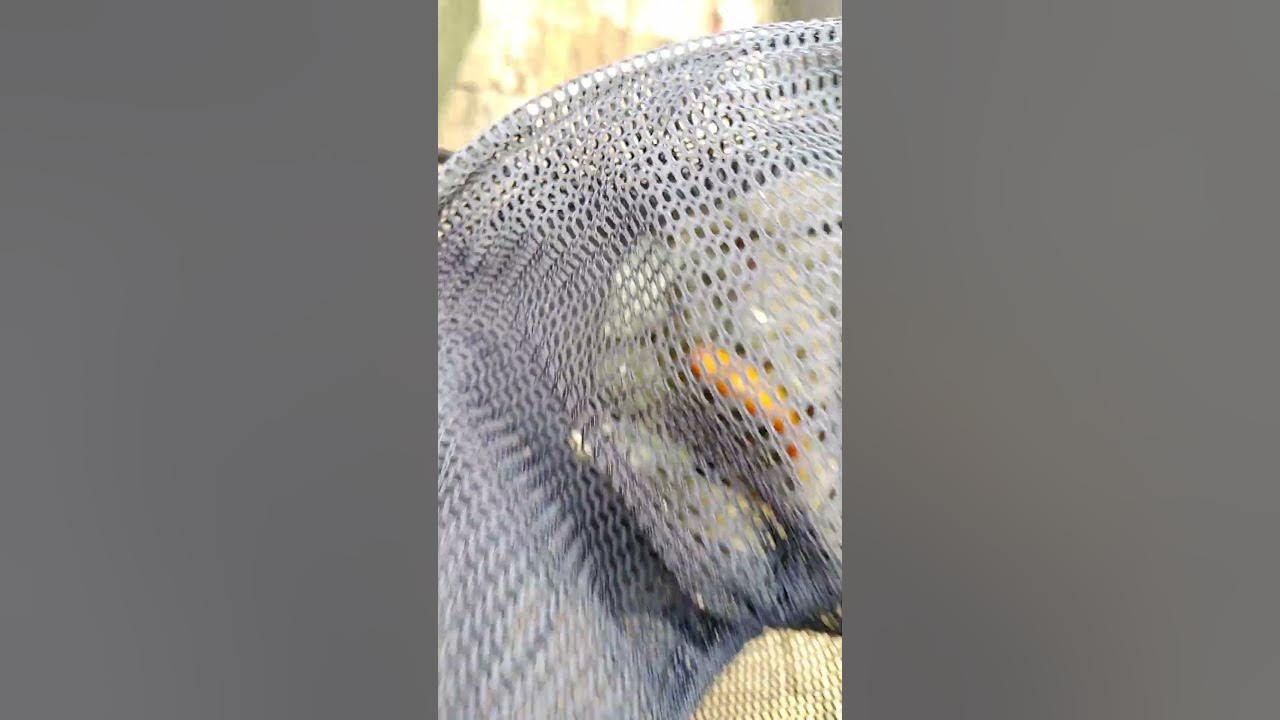 Hasil akhir mancing di spot bendungan saguling #mancingliar #mancingsagulingterbaru #fishing ...