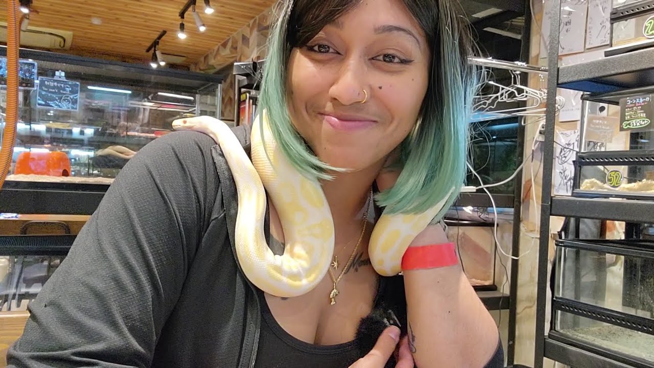 Snake Cafe in Japan - YouTube