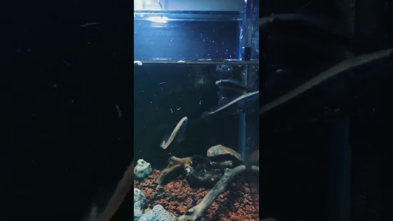 pakan Baby MARU YS 5cm-6cm #chana yellow sentarum baby - YouTube