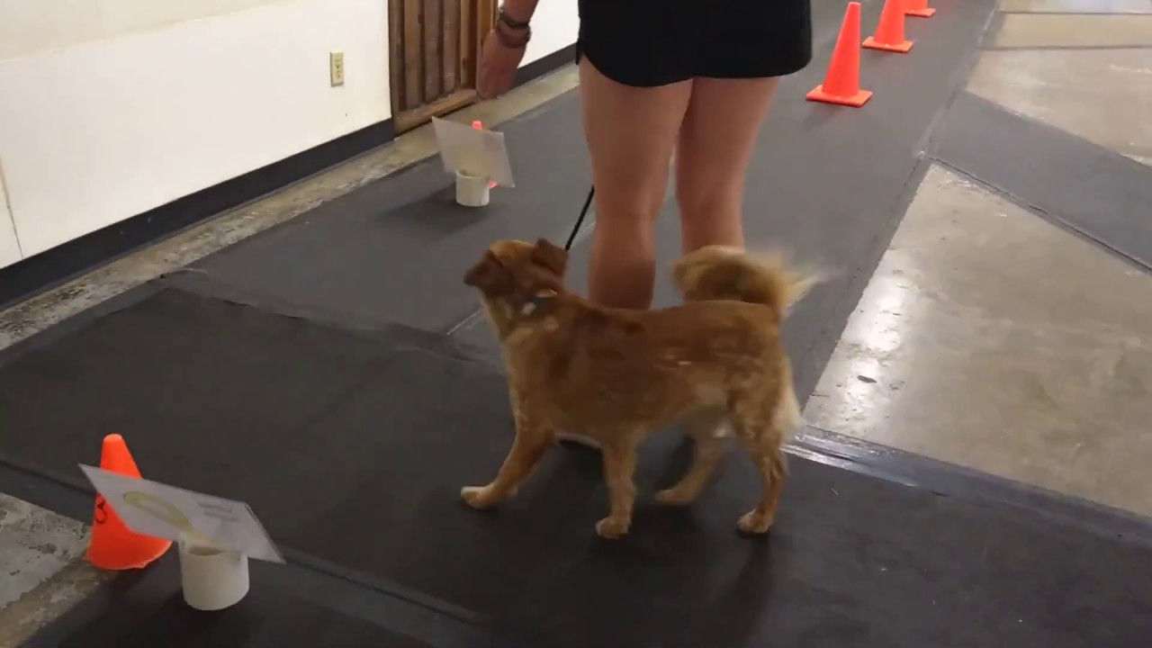 AKC Rally Novice Run RNV4 - YouTube