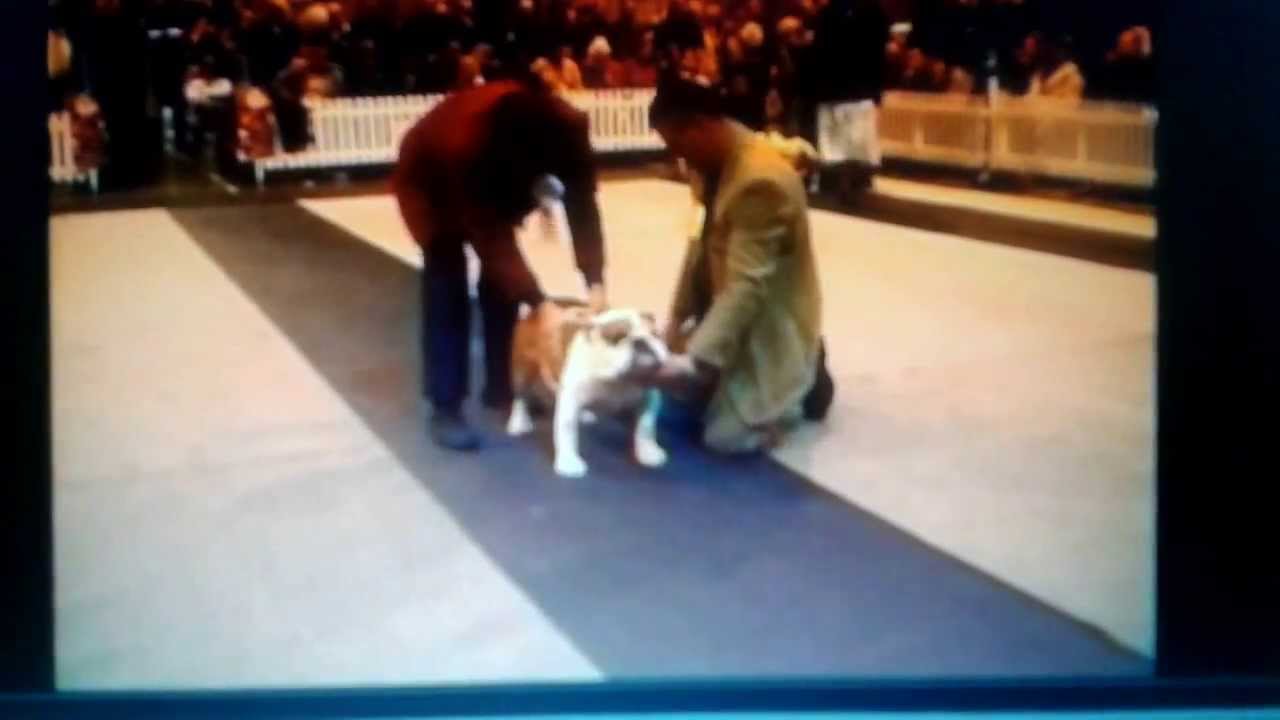 Ch Merriveen Make My Day - YouTube