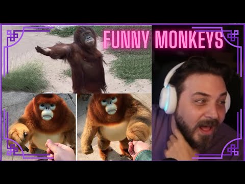 Elraenn | Maymunlar - Funny Moments İzliyor! #elraenizliyor #elraenn #twitch #maymun #elraenizliyor
