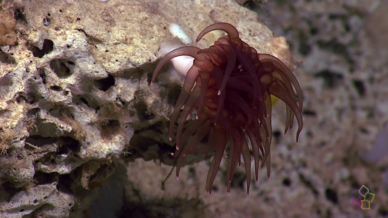 EcoExploratorio: Exploración Submarina - YouTube