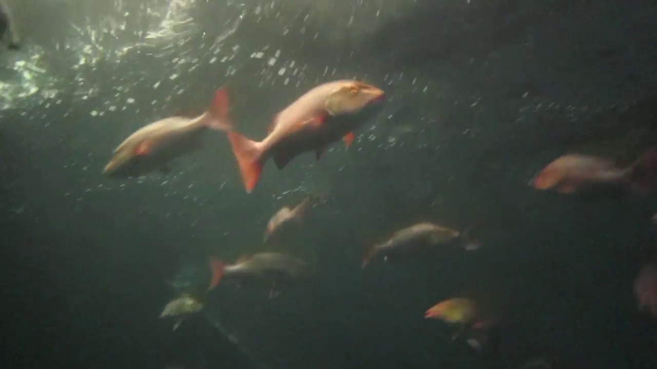 Great Barrier Reef Night Dive with Sharks - YouTube