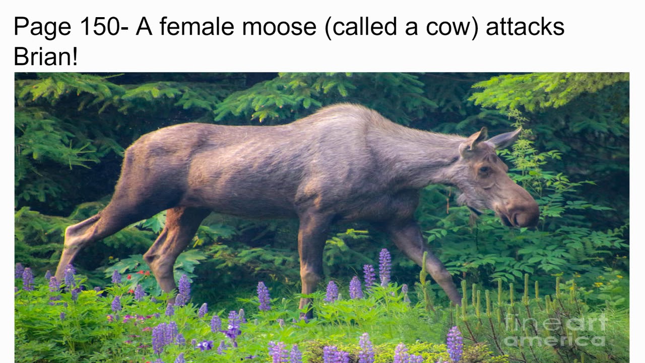 Hatchet Chapter 16 (Part 1) - YouTube