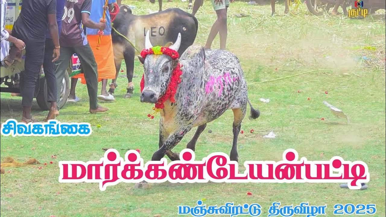 சிவகங்கை மார்க்கண்டேயன்பட்டி மஞ்சுவிரட்டு திருவிழா 2025 | Mass Bull ...
