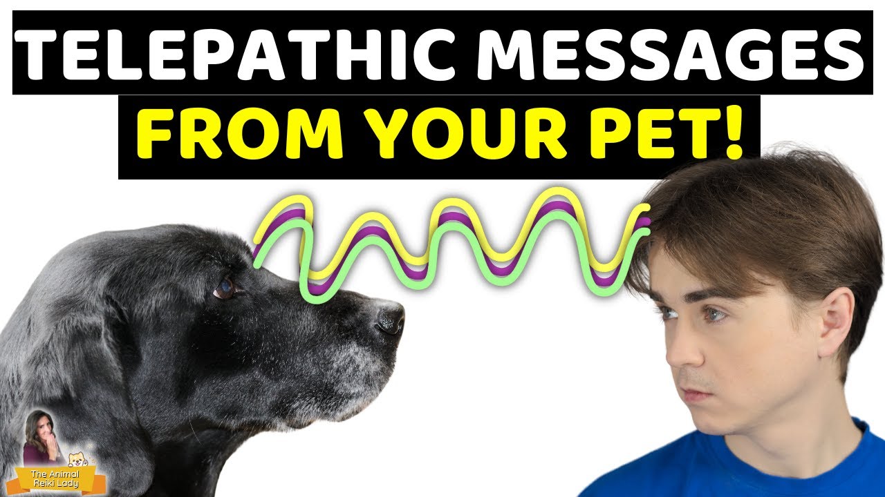 Telepathic Messages from Pets - YouTube