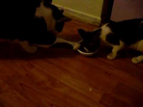 Cat pulling food plate away from other cat - YouTube