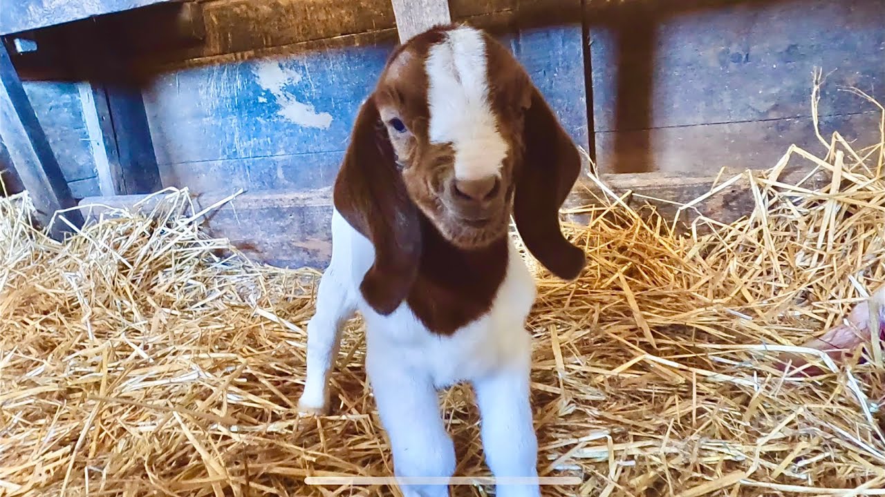 First baby goats of the year; Goat Update #30 - YouTube