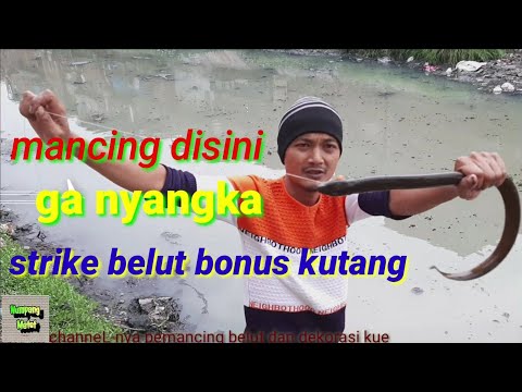 Strike belut yang tersangkut dalam KUTANG