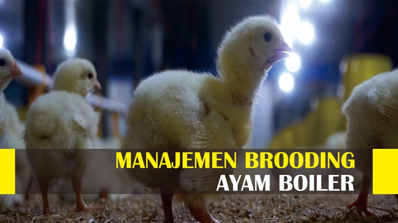 EDU1 - Manajemen Brooding Pada Ayam Broiler atau Pedaging - YouTube